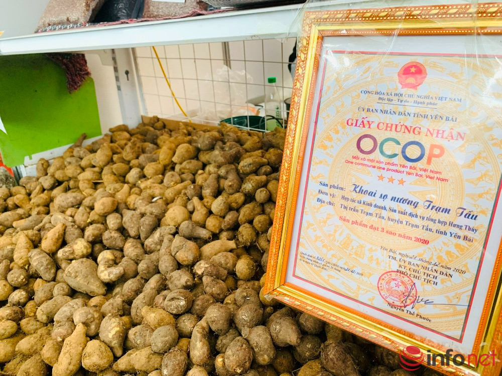 Yên Bái: Phát triển sản phẩm lợi thế thành "OCOP" ở Trạm Tấu